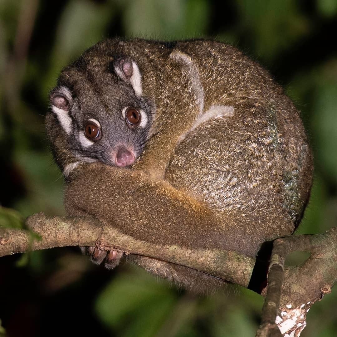 July Impressions of the Atherton Tablelands - Atherton Tablelands