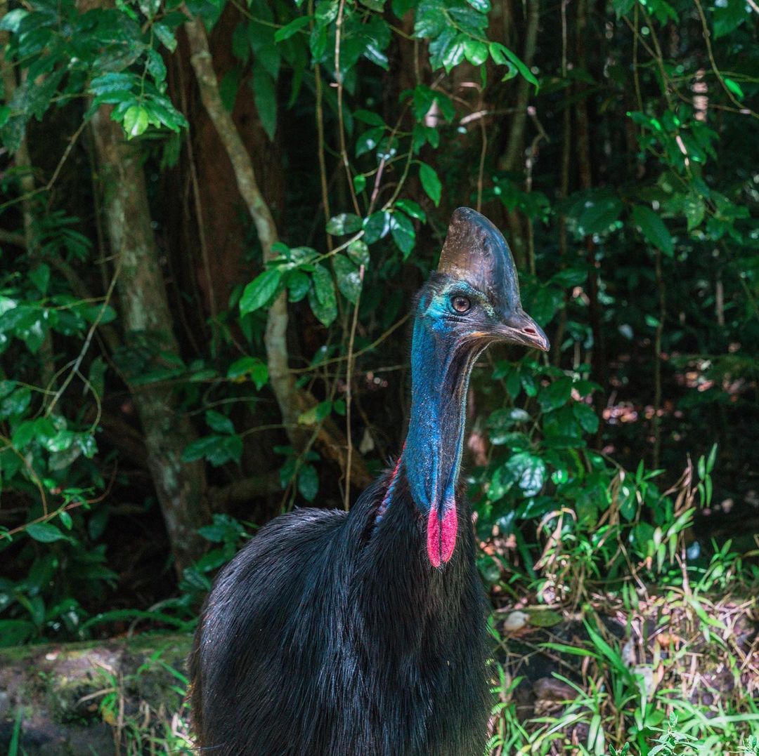 March 2021 Impressions of the Atherton Tablelands - Atherton Tablelands