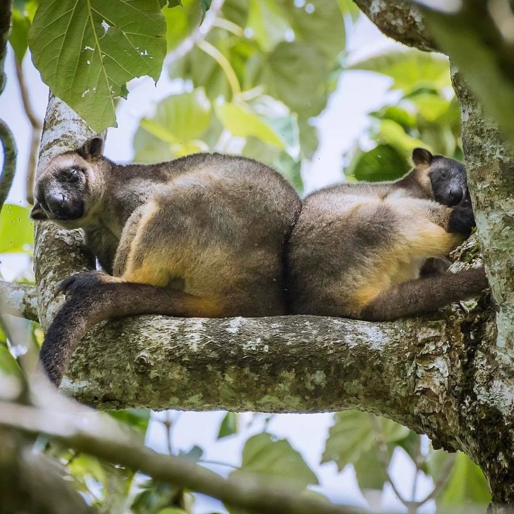Cute n’ Fluffy Animals on the Atherton Tablelands - Atherton Tablelands