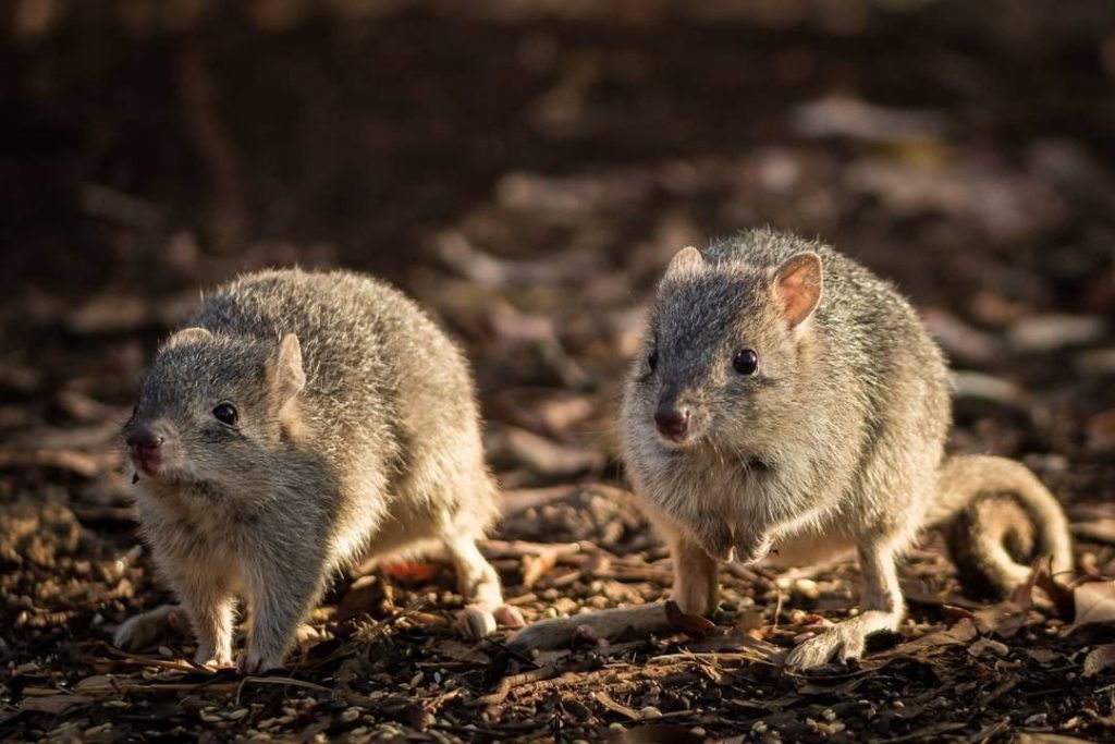 Cute n’ Fluffy Animals on the Atherton Tablelands - Atherton Tablelands