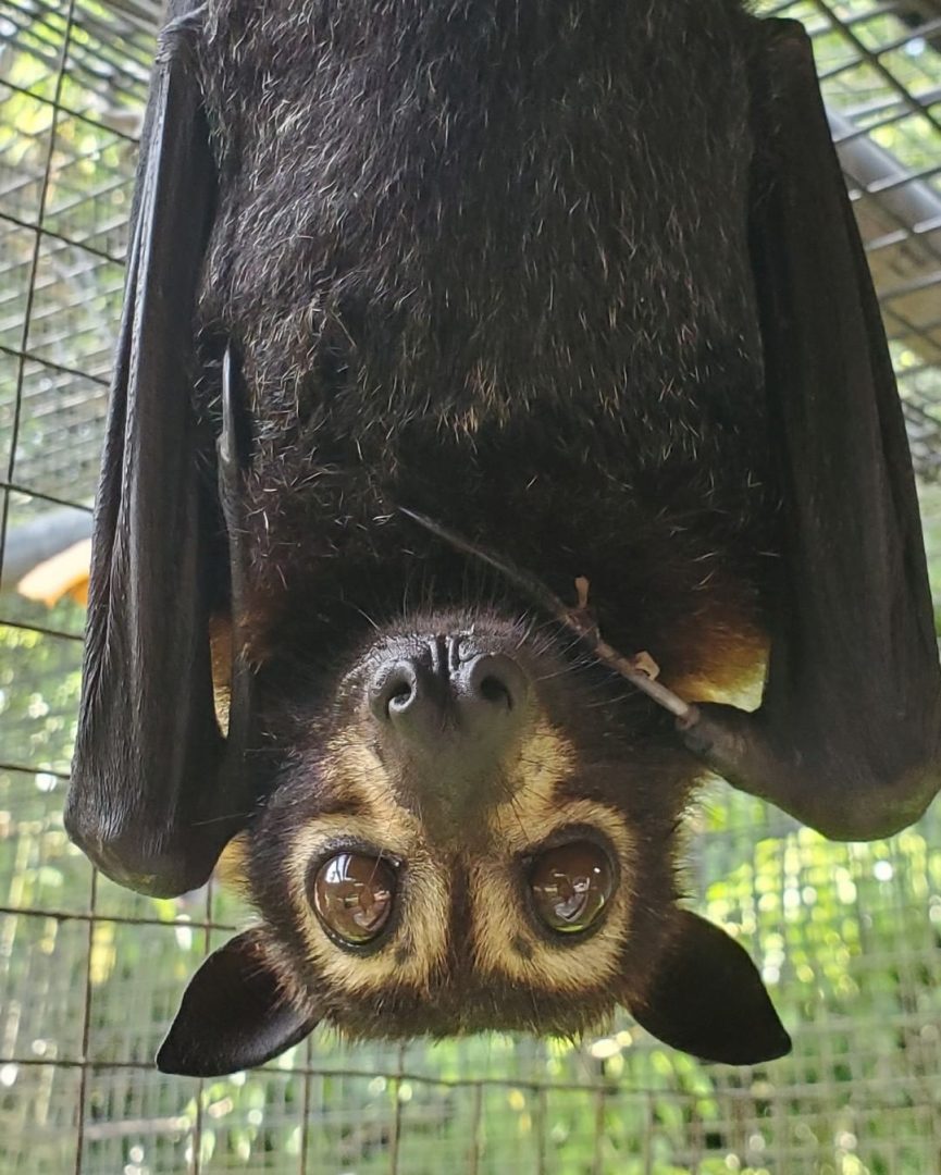Cute n’ Fluffy Animals on the Atherton Tablelands - Atherton Tablelands