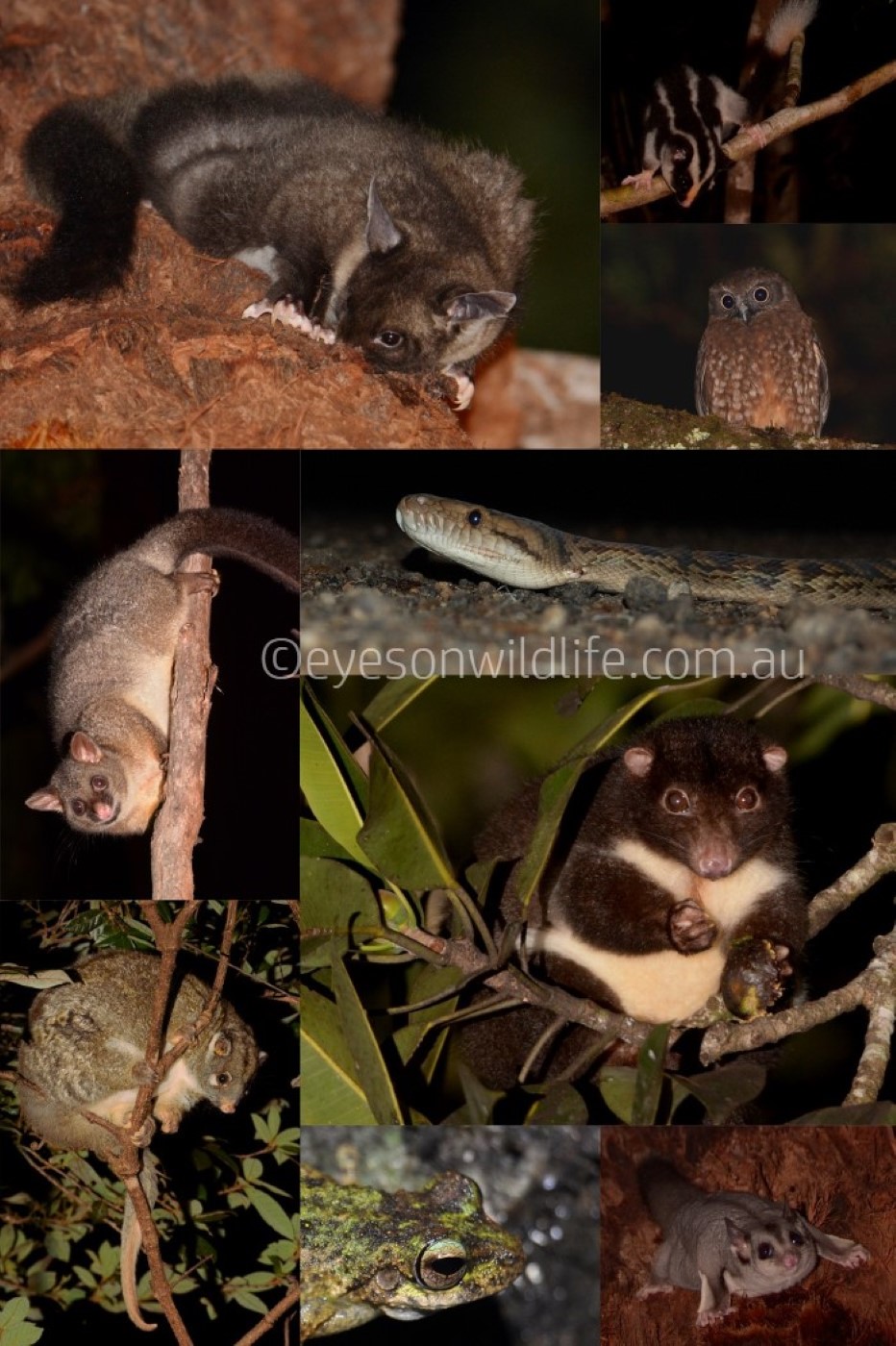 Eyes on Wildlife Wildlife and Birding Tours, Atherton Tablelands